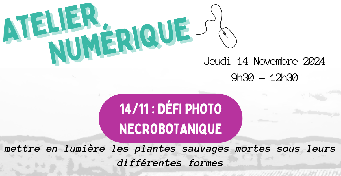 Atelier Numérique "Défi Photo Necrobotanique"
